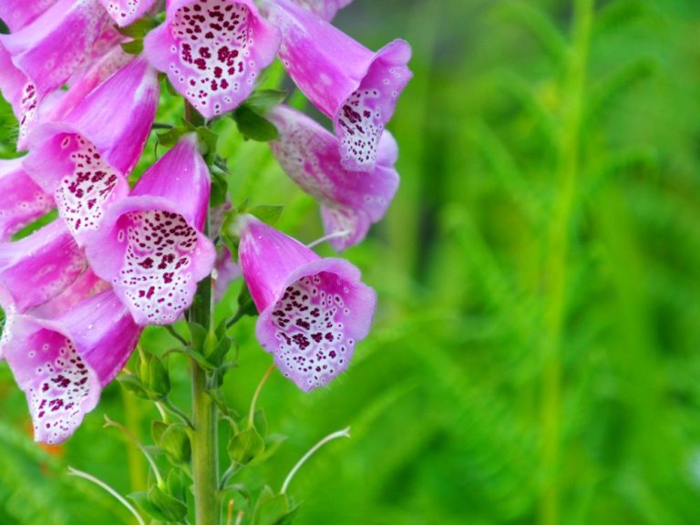 Coit Tower and Telegraph Hill: Best view in San Francisco - Rachel's ...